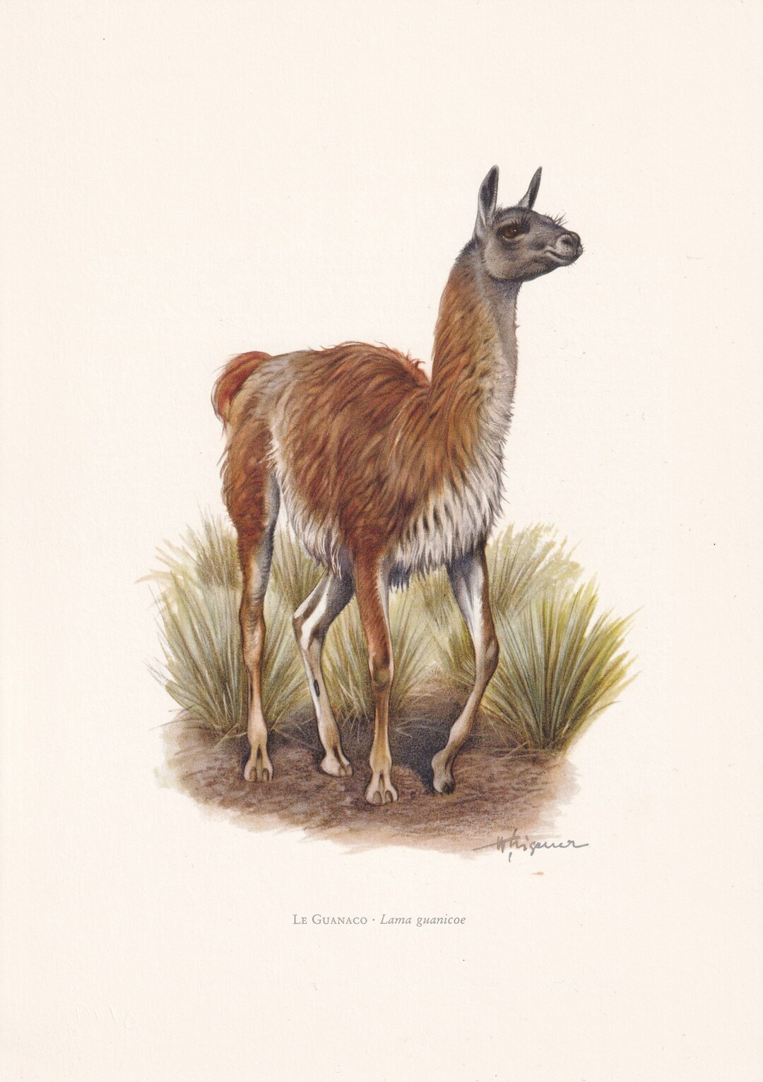 1960 GUANACO Print - Vintage Animal Print - Animal Illustration ...