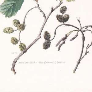 1960 BLACK ALDER Print Botanical Print Tree Illustration Tree Wall Art ...