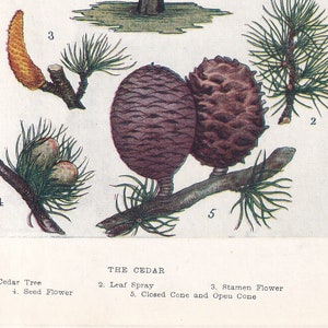 1910 CEDAR TREE Print - Original Antique Tree Print - Tree Wall Art ...