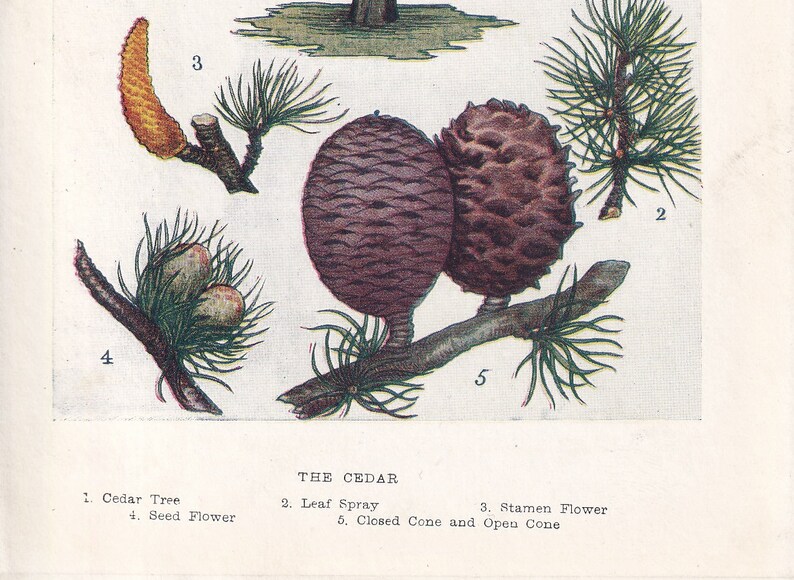 1910 CEDAR TREE Print - Original Antique Tree Print - Tree Wall Art ...