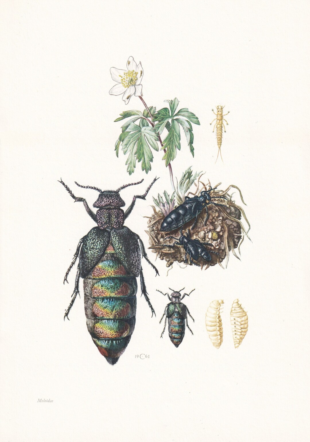 1960 VARIEGATED OIL BEETLE Print - Vintage Insect Print - Bugs ...