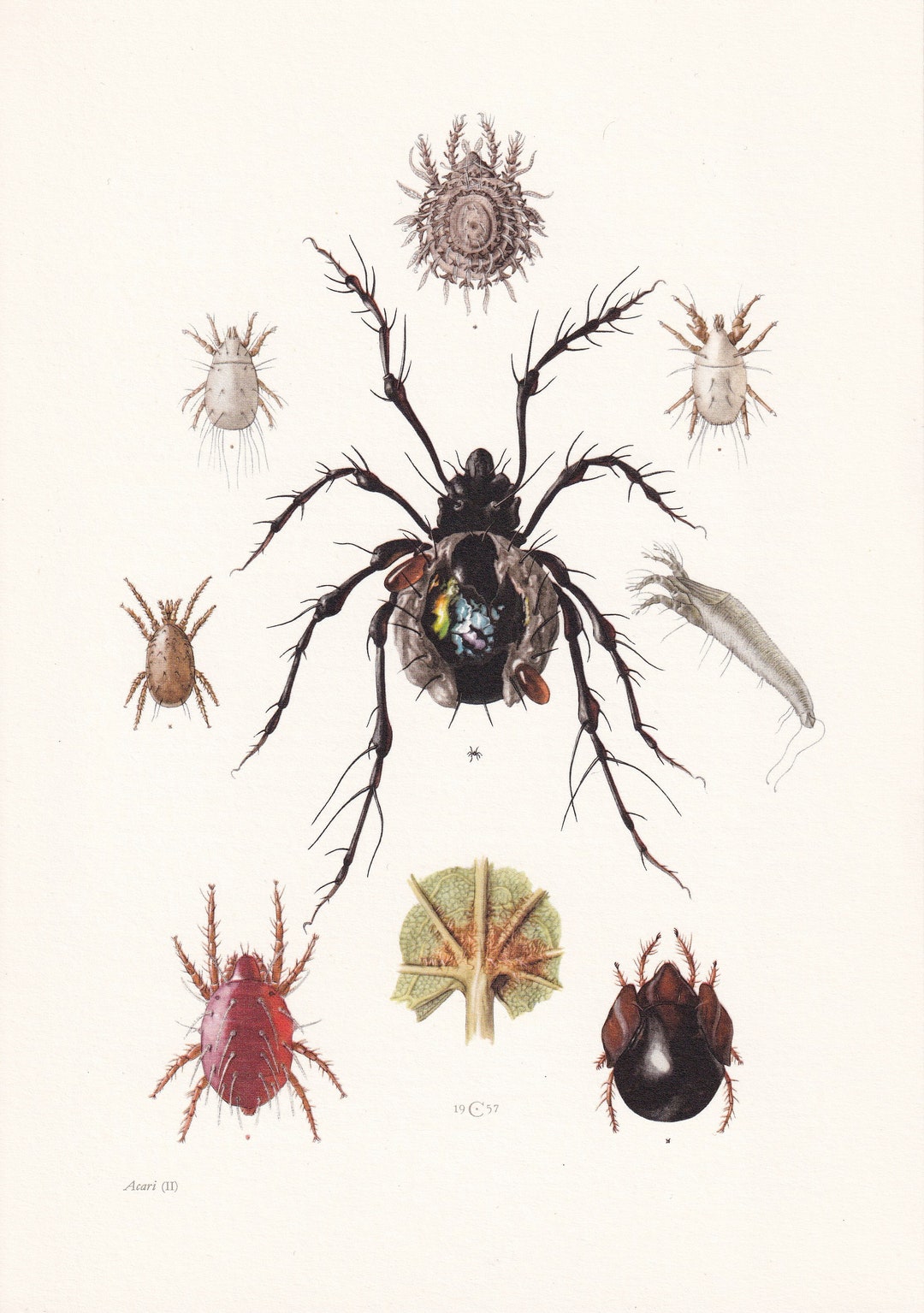1960 SPIDER MITE & Cheese Mite, Flour Mite Print - Vintage Insect Print ...