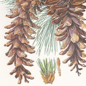 1960 EASTERN WHITE PINE Print - Botanical Print - Tree Illustration ...