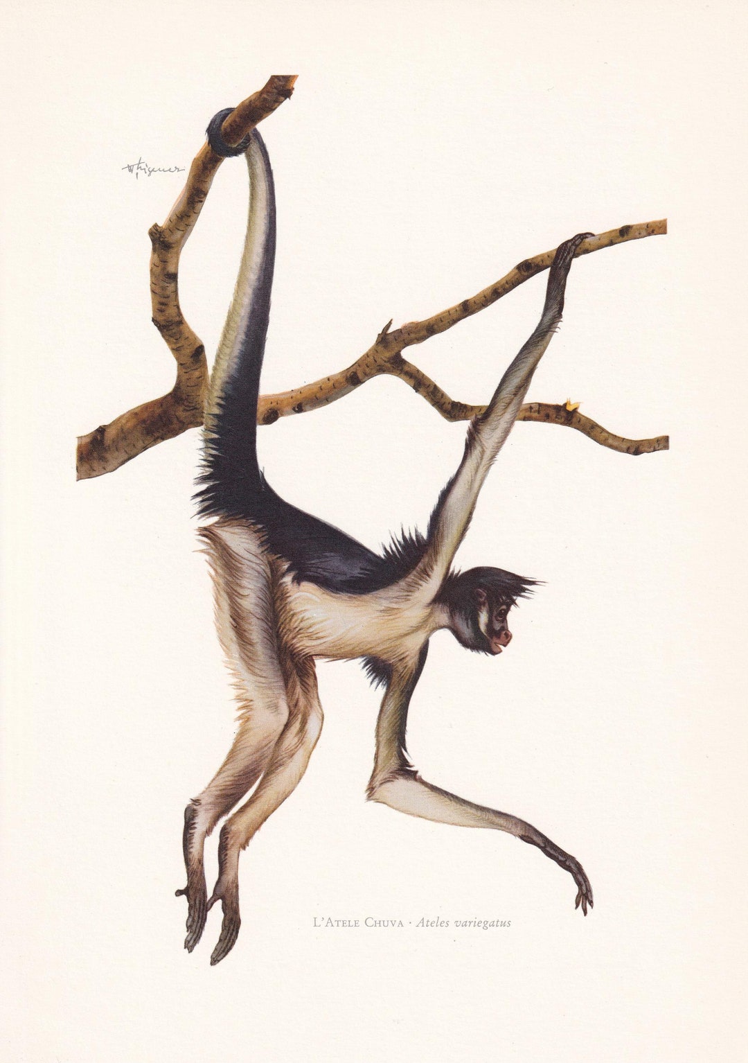 1960 SPIDER MONKEY Print - Vintage Animal Print - Animal Illustration ...