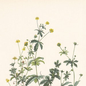 1960 TORMENTIL Print - Botanical Print - Flower Print - Flower Wall Art ...