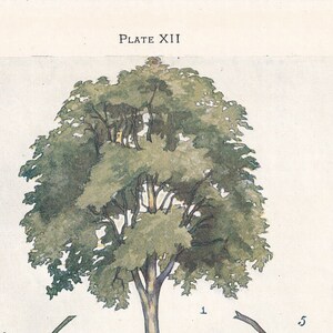 1910 ORIENTAL PLANE TREE Print - Original Antique Tree Print - Tree ...