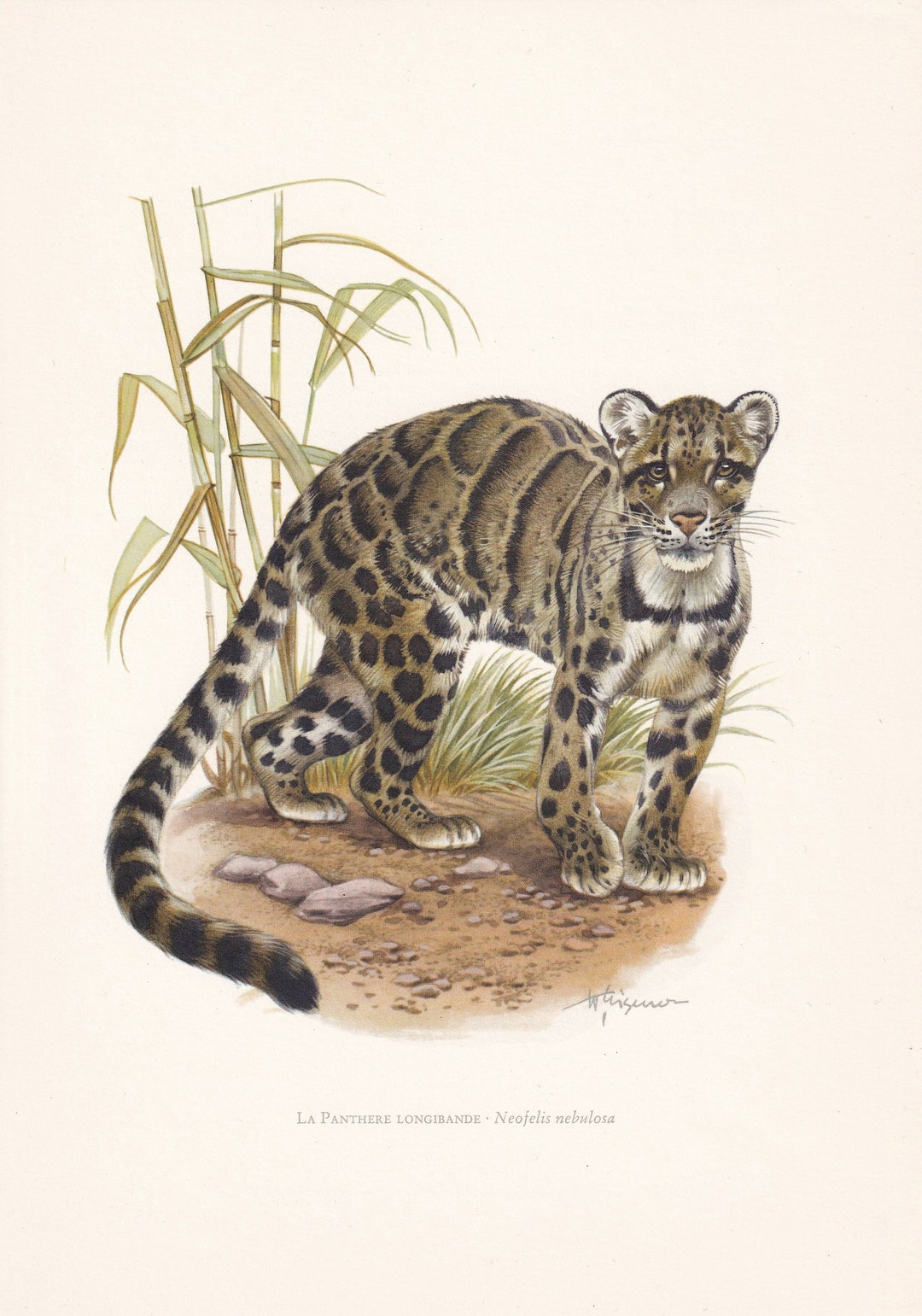 1960 CLOUDED LEOPARD Print - Vintage Animal Print - Animal Illustration ...