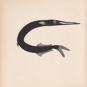1929 GARFISH Fish Print Wood Engraving - Shark Wall Art - Sea Life ...
