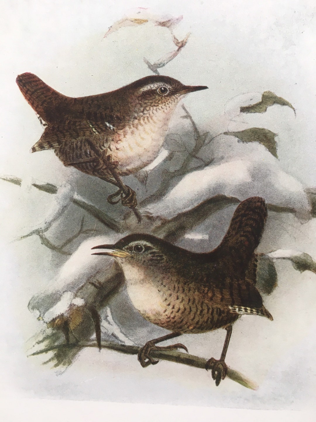 1907 COMMON WREN Print - Antique Bird Print - Bird Wall Art ...