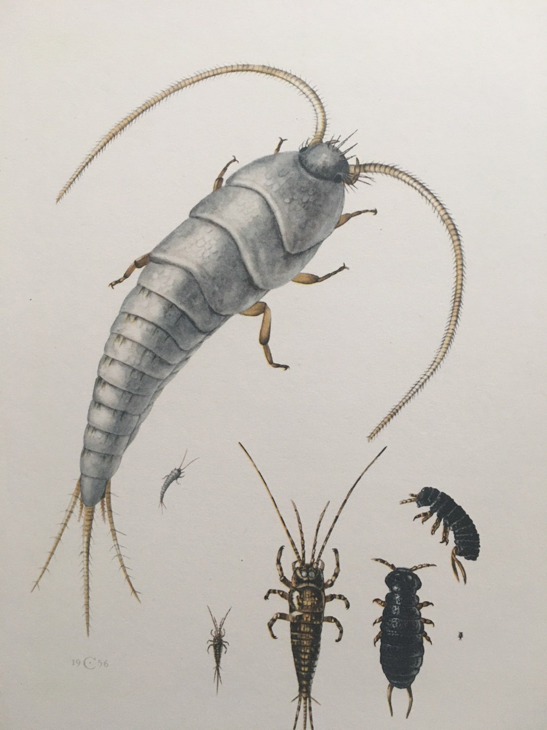 1960 SILVERFISH Print Vintage Insect Print Bugs - Etsy