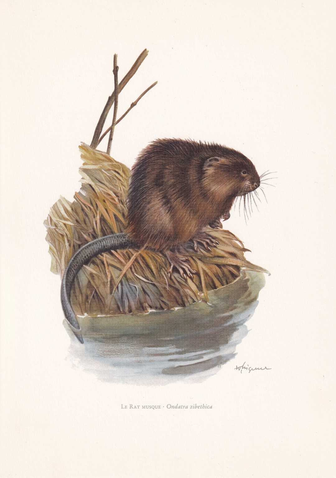 1960 MUSKRAT Print - Vintage Animal Print - Animal Illustration ...