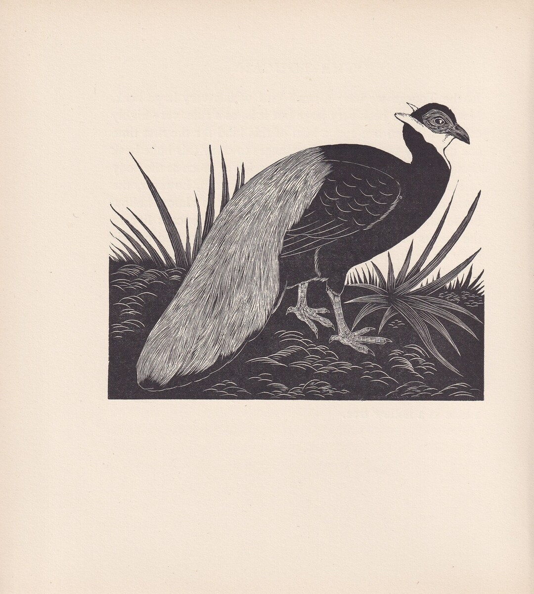 1929 EARED PHEASANT Print Wood Engraving - Pheasant Wall Art - Animal ...