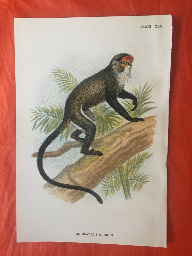 1896 DE BRAZZA'S MONKEY (guenon) Print - Monkeys and Apes Print ...