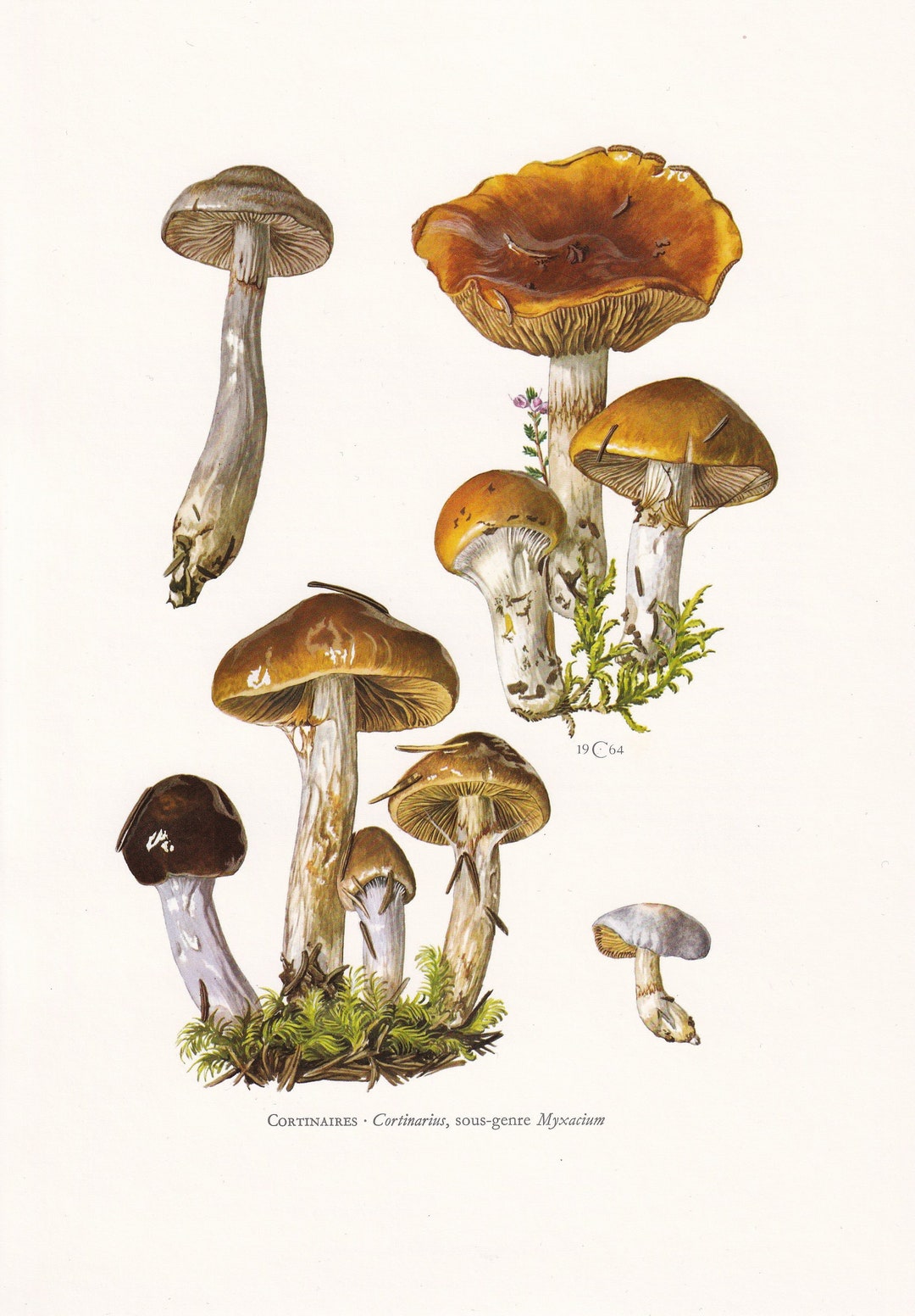 1960s CORTINARIUS MUSHROOMS Print - Mushroom Wall Art - Cottagecore ...