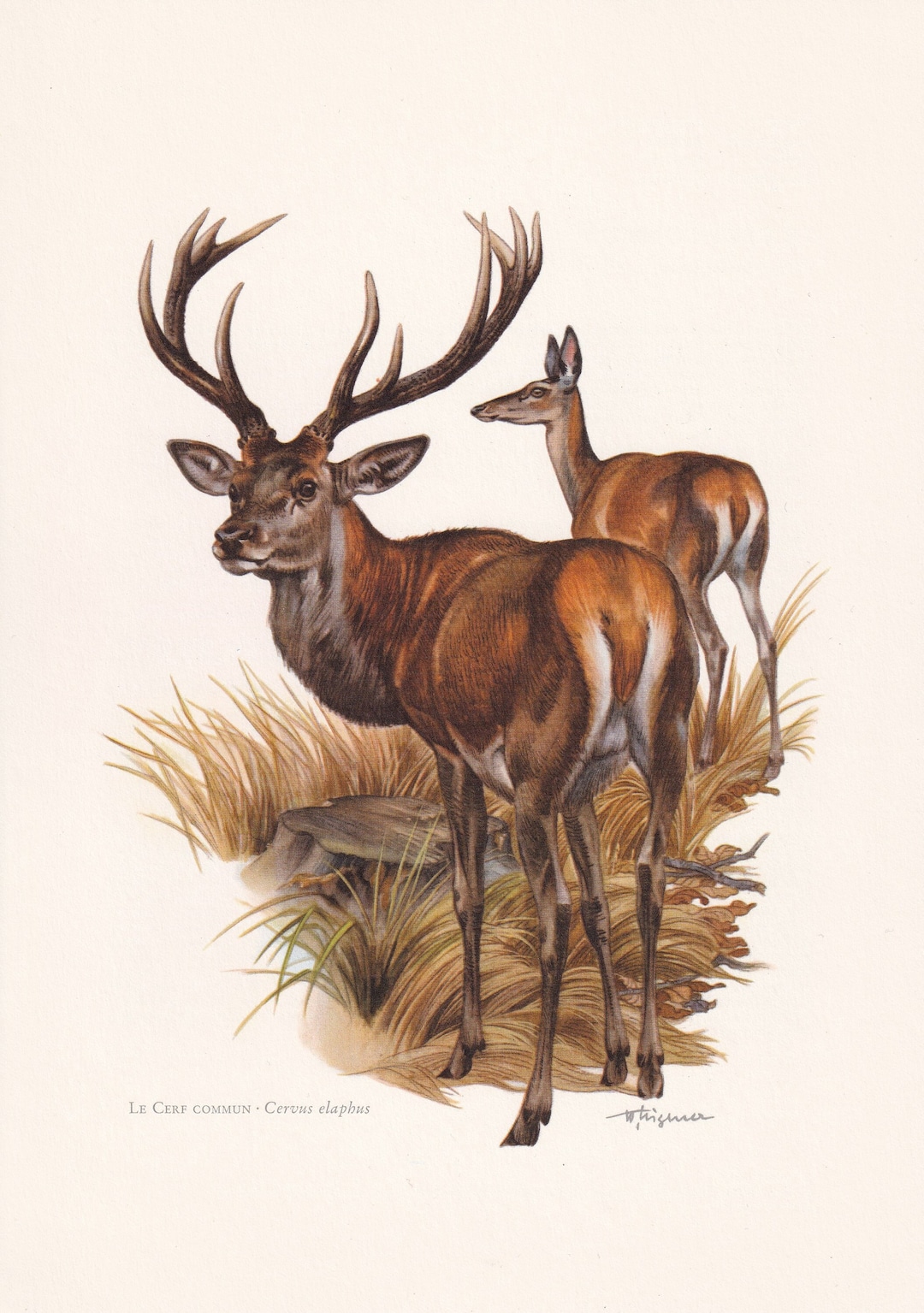 1960 RED DEER Print - Vintage Animal Print - Animal Illustration ...