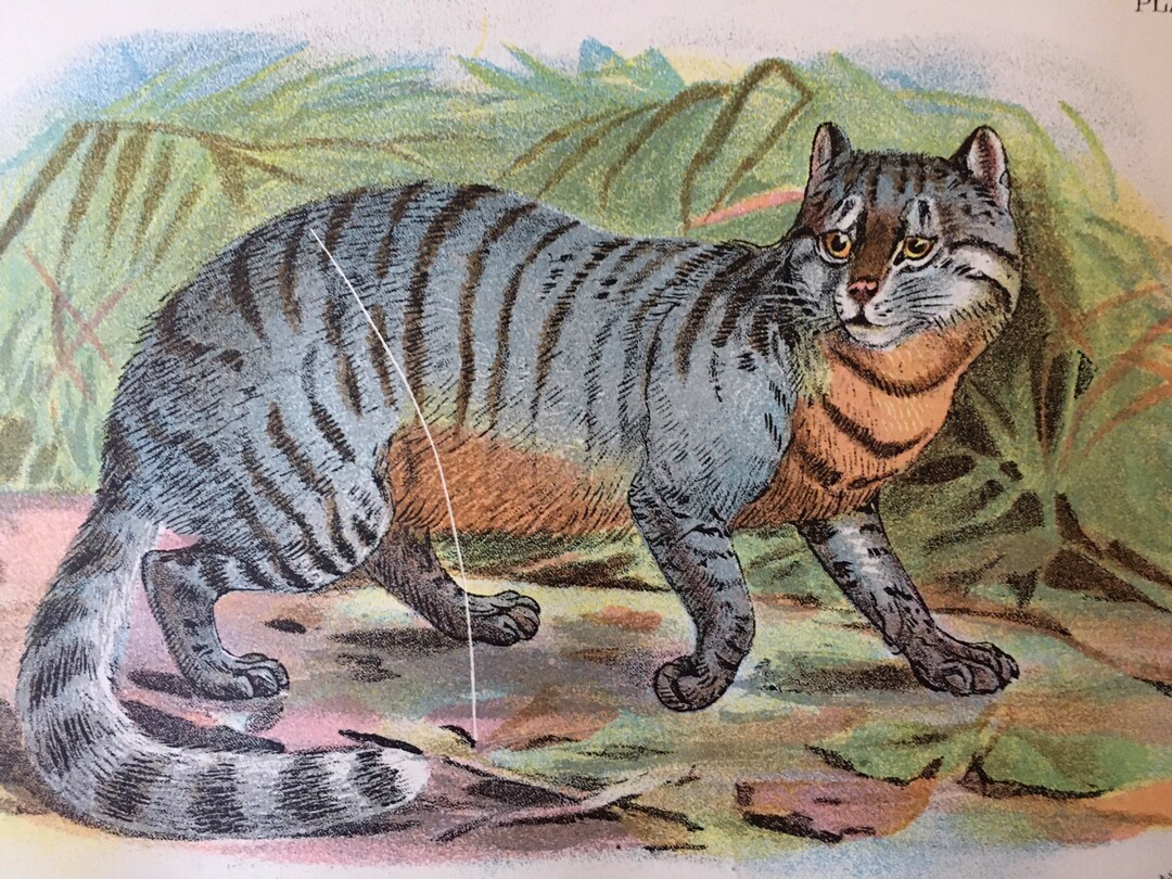 1896 CAFFRE WILD CAT Print - Big Cats Print - Carnivora Print - Natural ...
