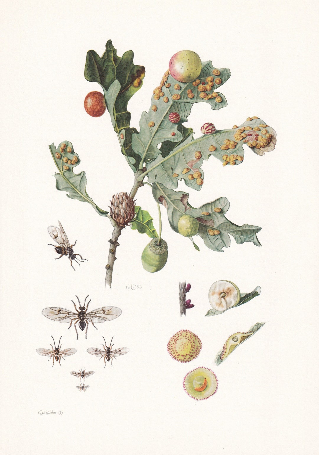 1960 GALL WASP Print Vintage Insect Print Bugs Illustration Insect Wall ...