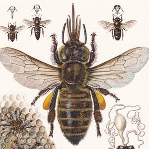 1960 WESTERN HONEY BEE Print - Vintage Insect Print - Bugs Illustration ...