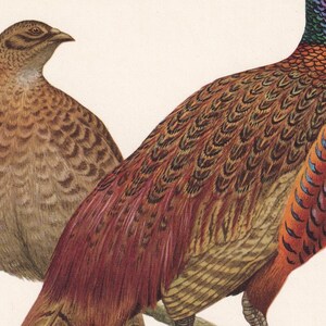 1960 RING-NECKED PHEASANT Bird Print - Vintage Bird Print - Bird ...