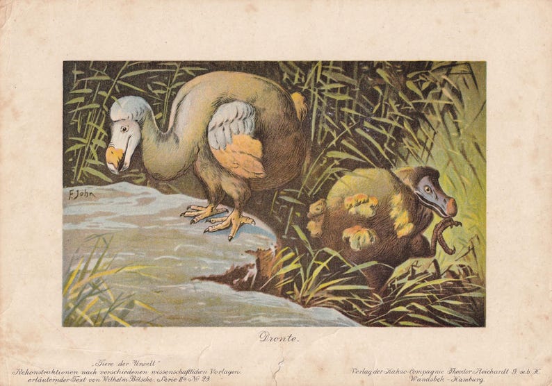 1902 DODO Print - Rare Antique Bird Print - Dodo Wall Art - Extinct ...