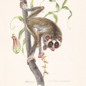 1960 RED SLENDER LORIS Print - Vintage Animal Print - Animal ...