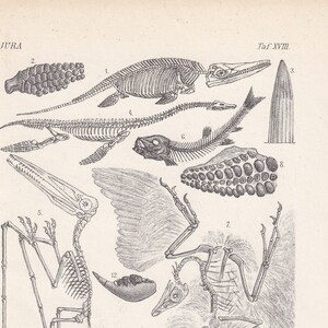 1900 PLESIOSAUR & PTEROSAUR FOSSIL Print - Antique Fossil Print ...