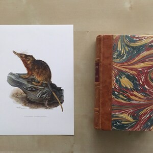 1960 HISPANIOLAN SOLENODON Print Vintage Animal Print Wildlife ...