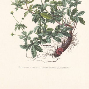 1960 TORMENTIL Print - Botanical Print - Flower Print - Flower Wall Art ...