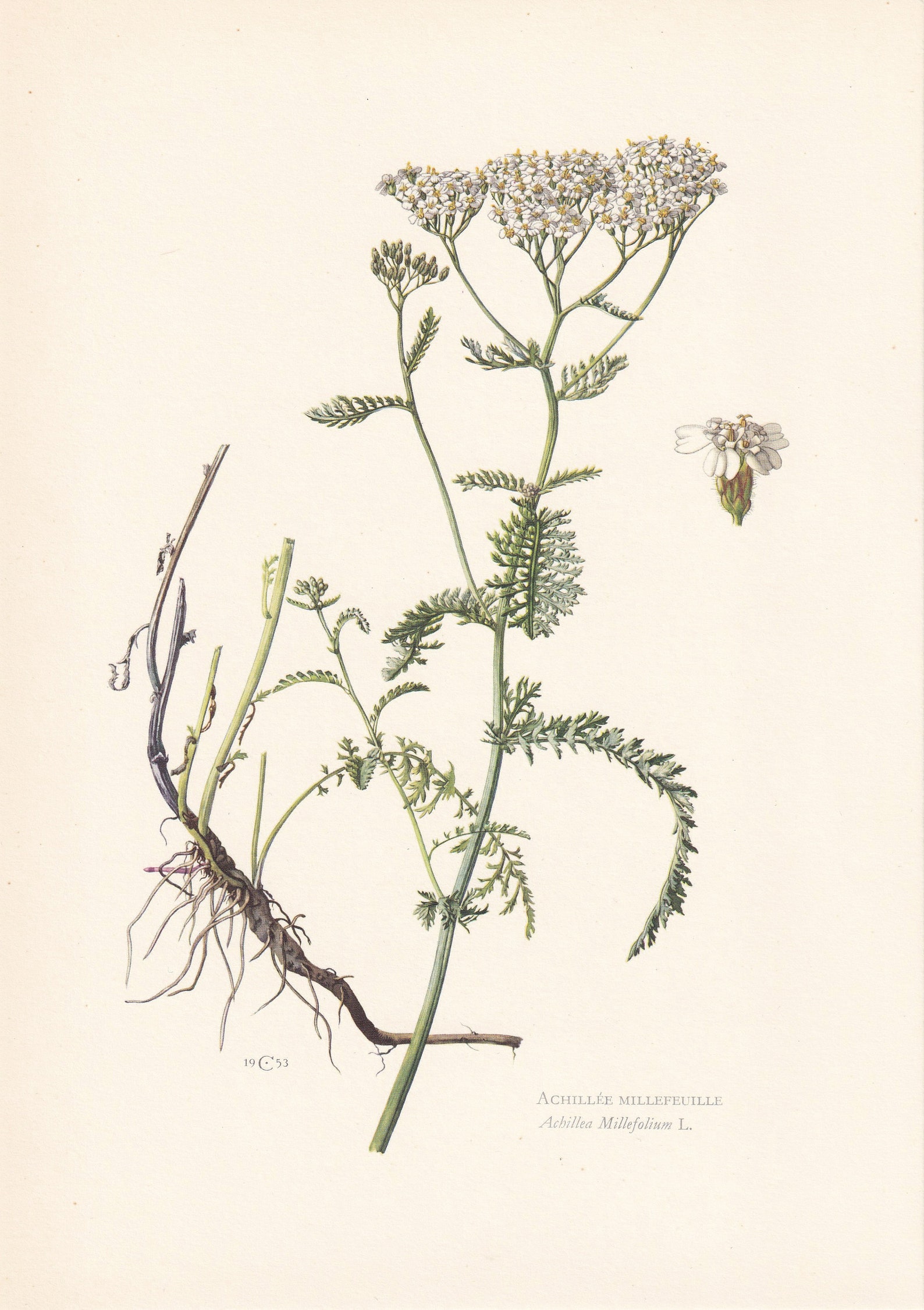 1960 YARROW Print - Botanical Print - Flower Painting - Flower Wall Art ...