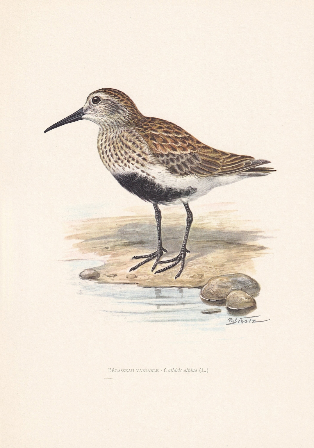 1960 DUNLIN Bird Print - Vintage Bird Print - Bird Illustration - Bird ...