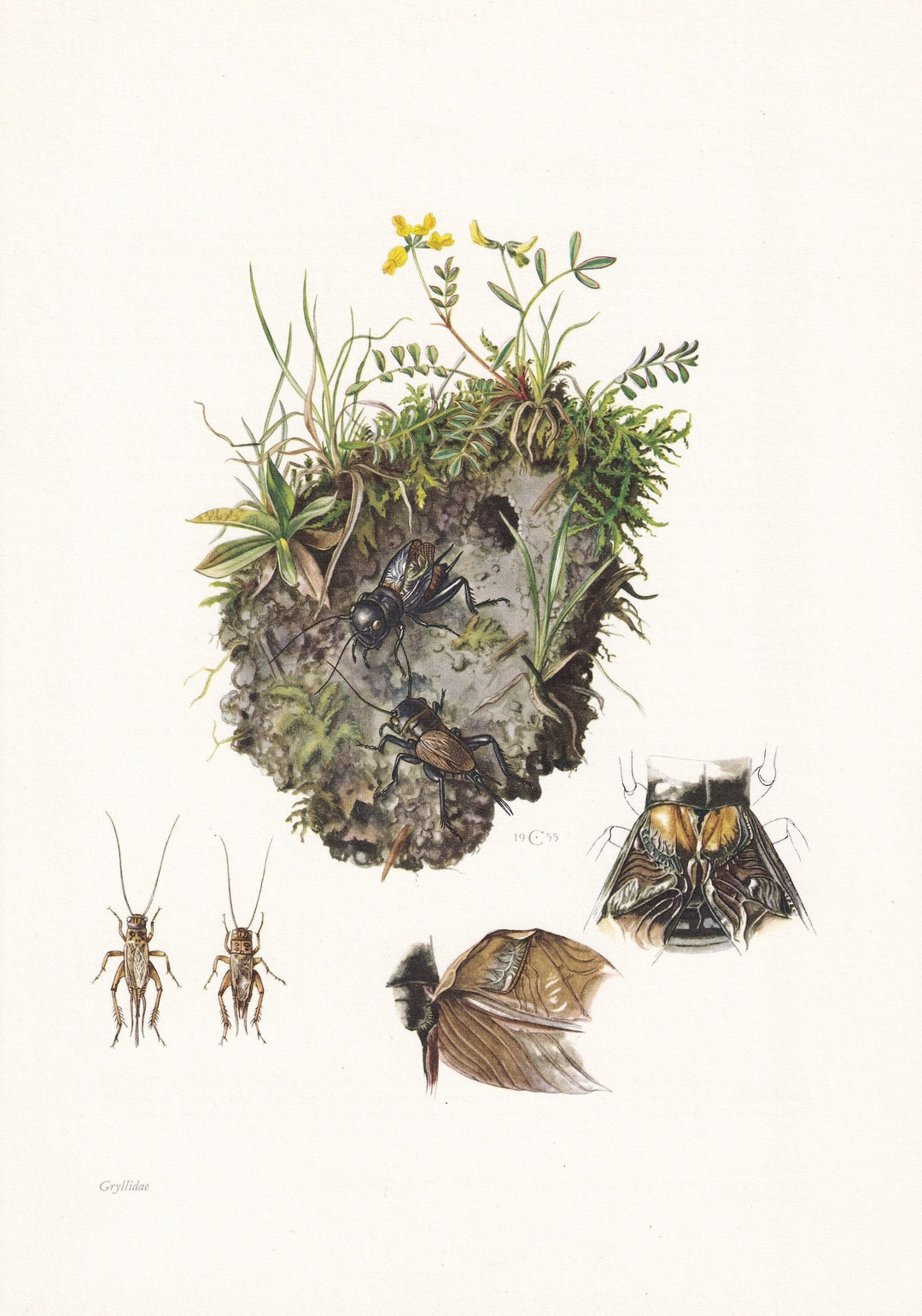 1960 CRICKETS Print - Vintage Insect Print - Bugs Illustration - Insect ...