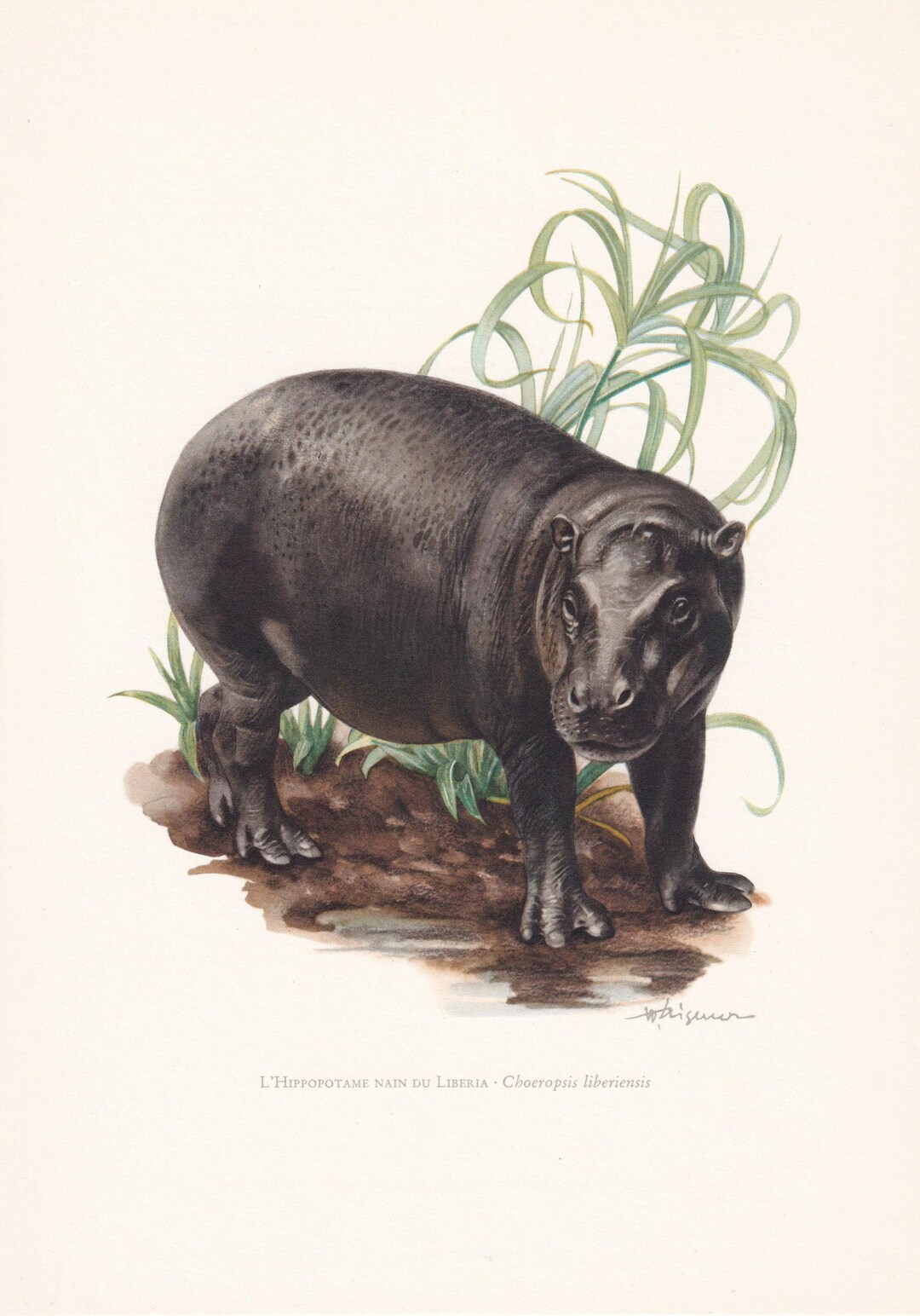 1960 PYGMY HIPPO Print - Vintage Animal Print - Animal Illustration ...