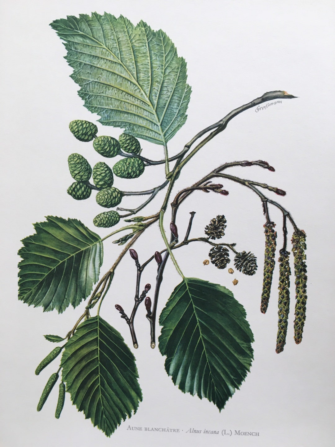 1960 GREY ALDER Print Botanical Print Tree Illustration Tree Wall Art ...