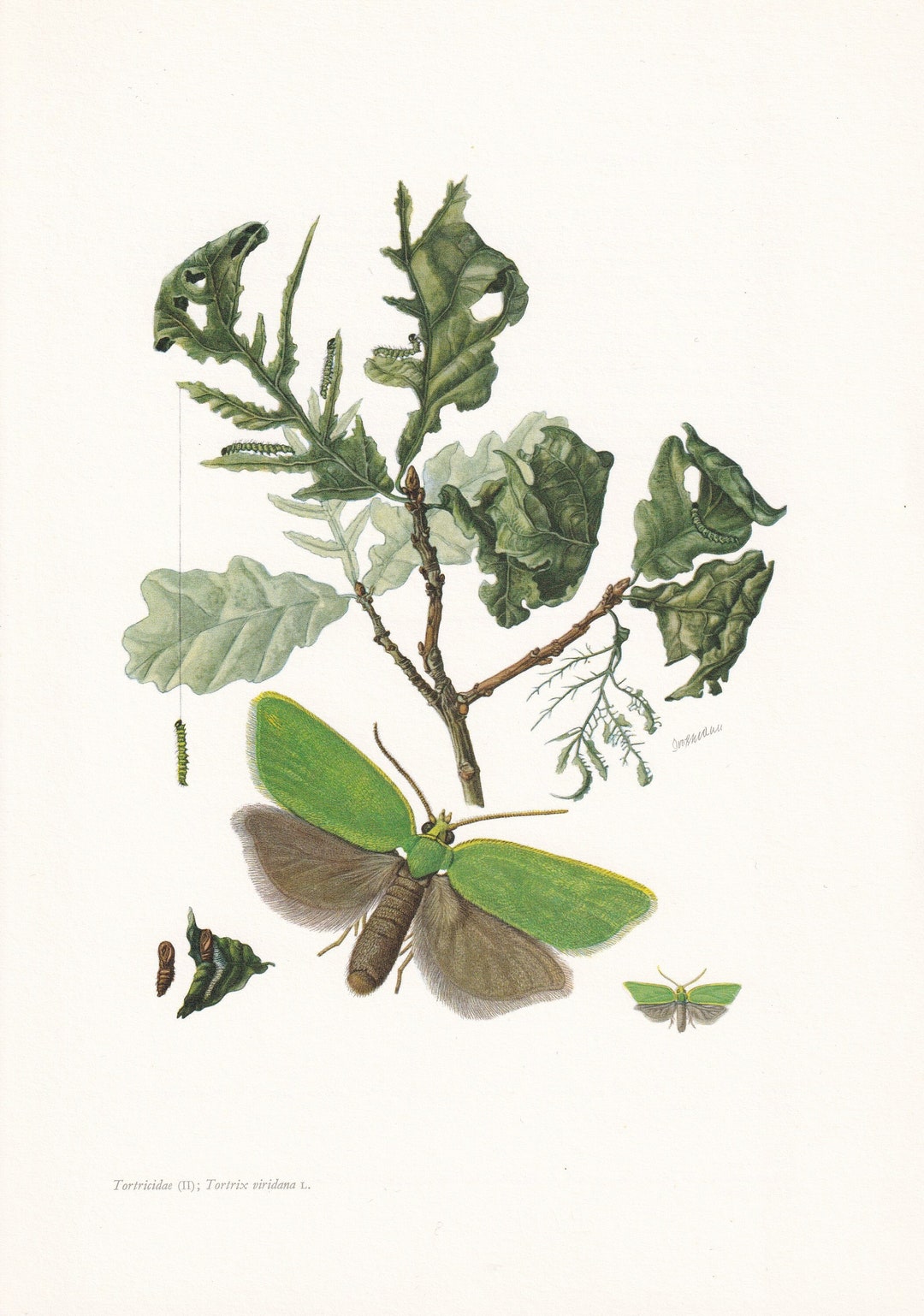 1960 GREEN OAK TORTRIX Moth Print - Vintage Insect Print - Bug ...