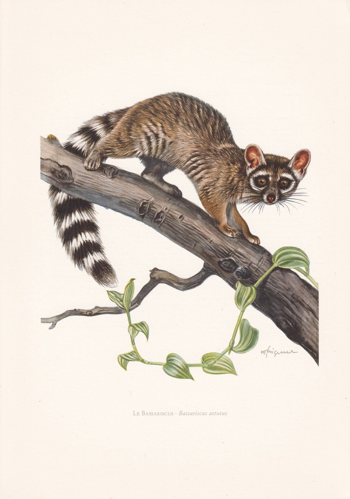 1960 RINGTAIL RACCOON Print - Vintage Animal Print - Animal ...