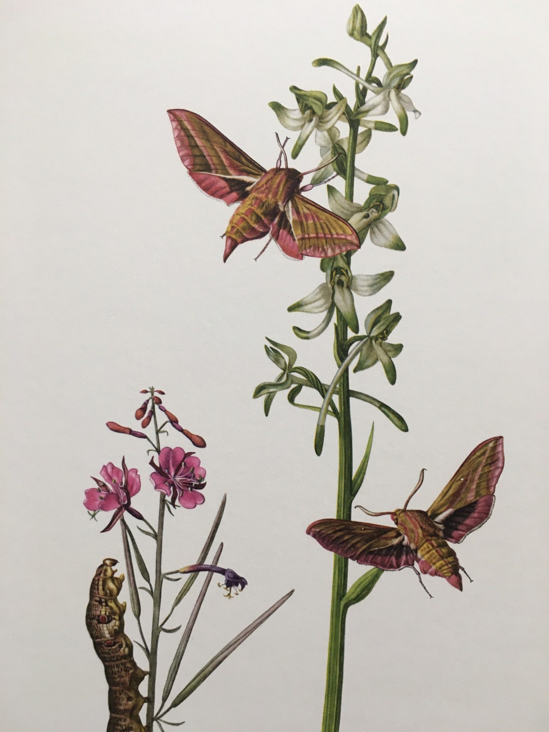 1960 VINE HAWK MOTH Print Vintage Insect Print Bug Illustration Biology ...