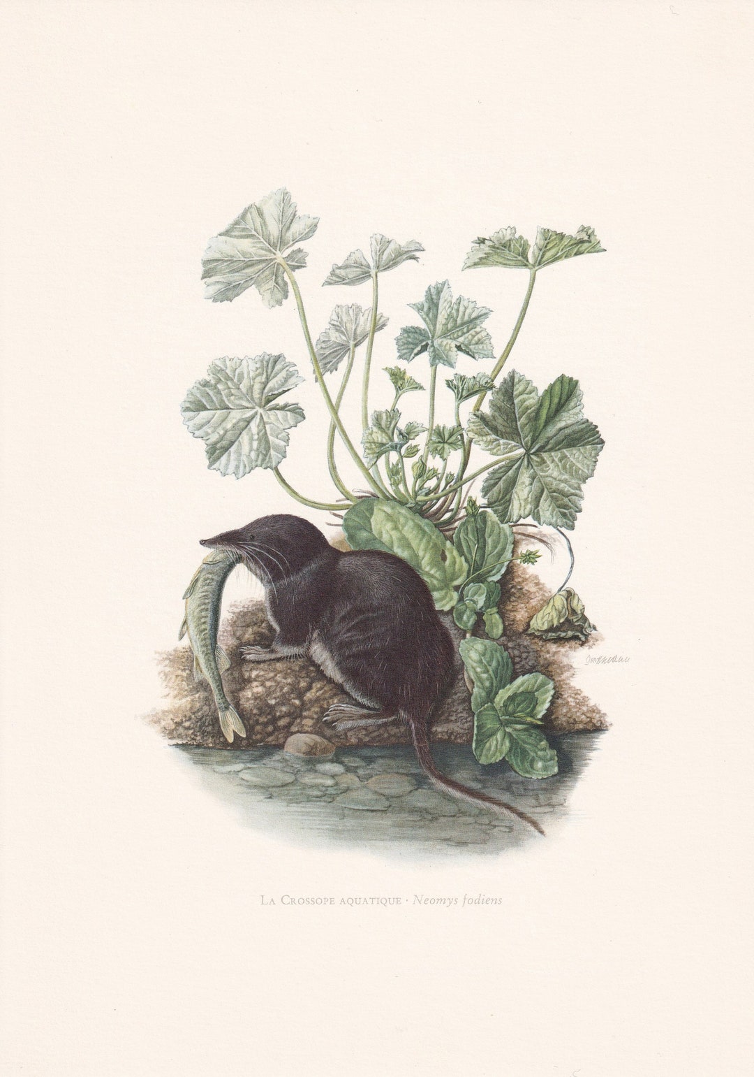 1960 EURASIAN WATER SHREW Print - Vintage Animal Print - Animal ...