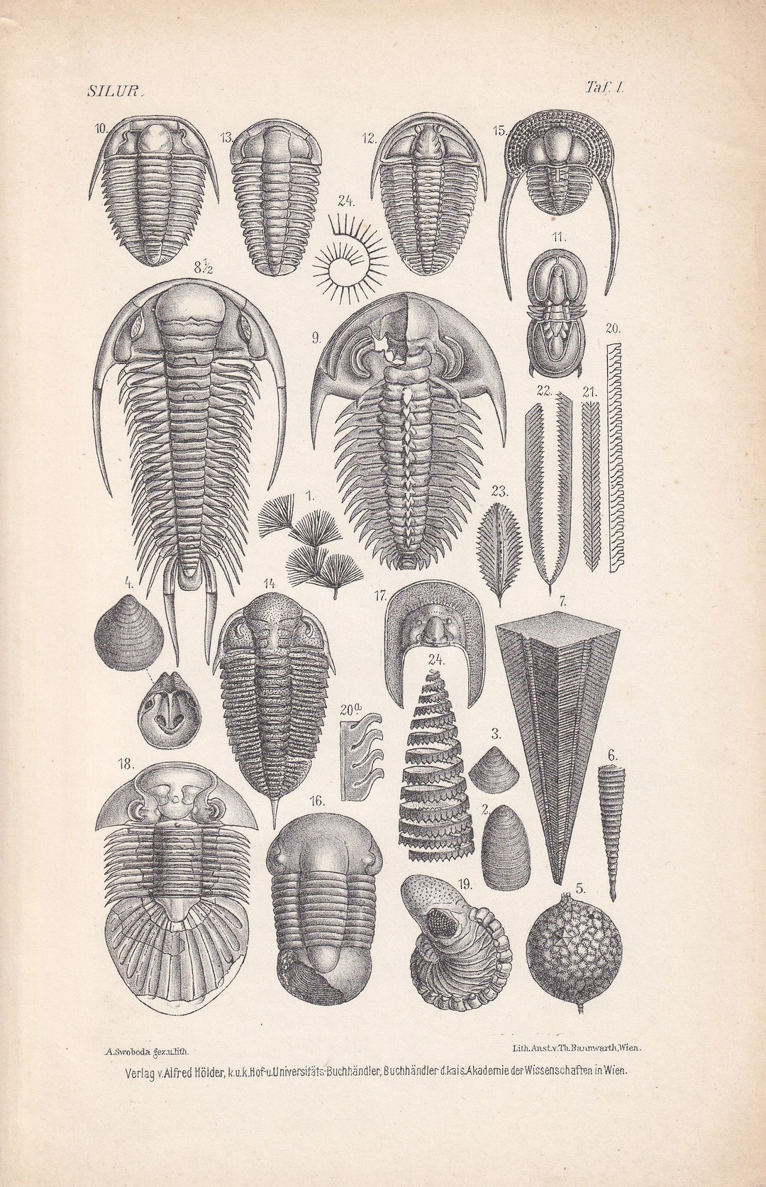 1900 TRILOBITE FOSSILS Print Antique Fossil Print Silurian Period ...