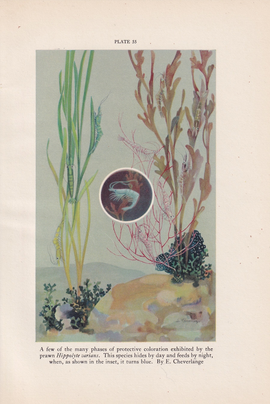 1934 PRAWN Print - Original Vintage Print - Sea Life Decor - Sea Wall ...