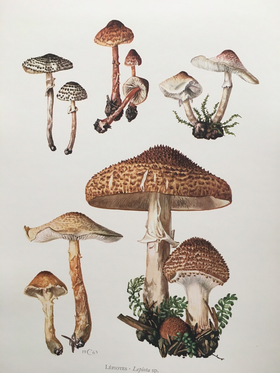 1960 DAPPERLING MUSHROOMS Print Mushroom Wall Art Biology - Etsy