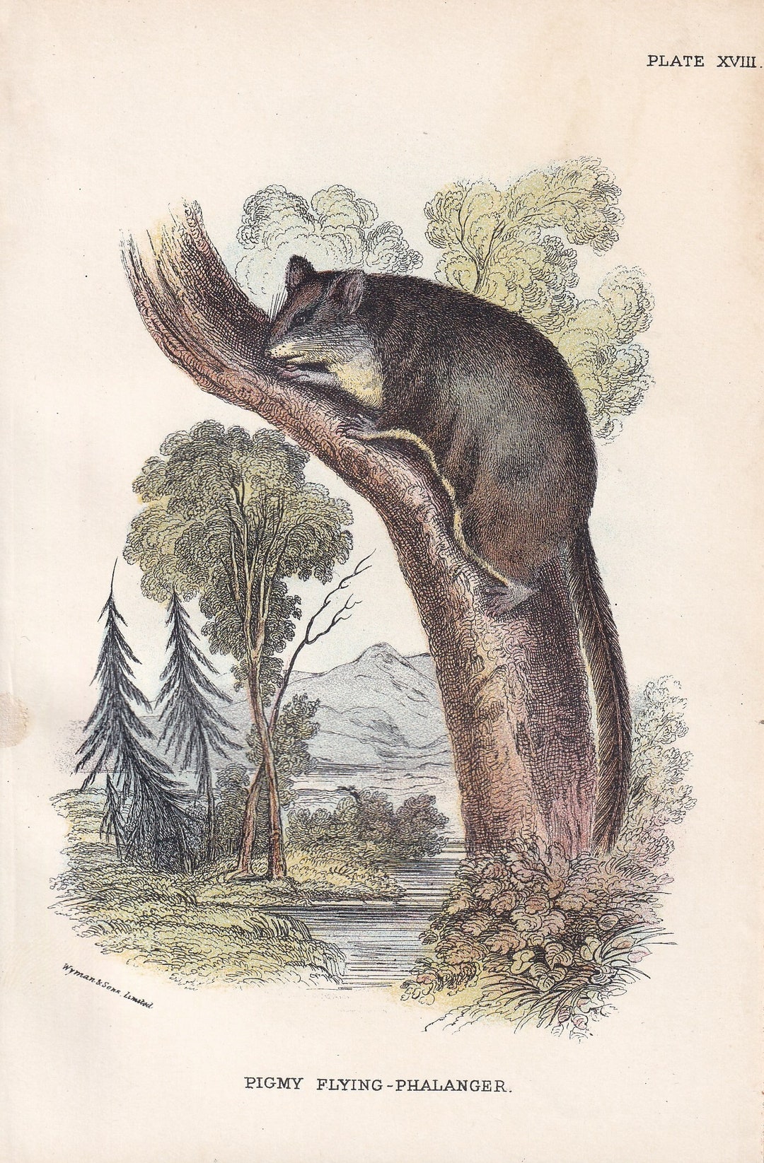 1896 PYGMY FLYING PHALANGER - Marsupial Mammals Print - Australian ...