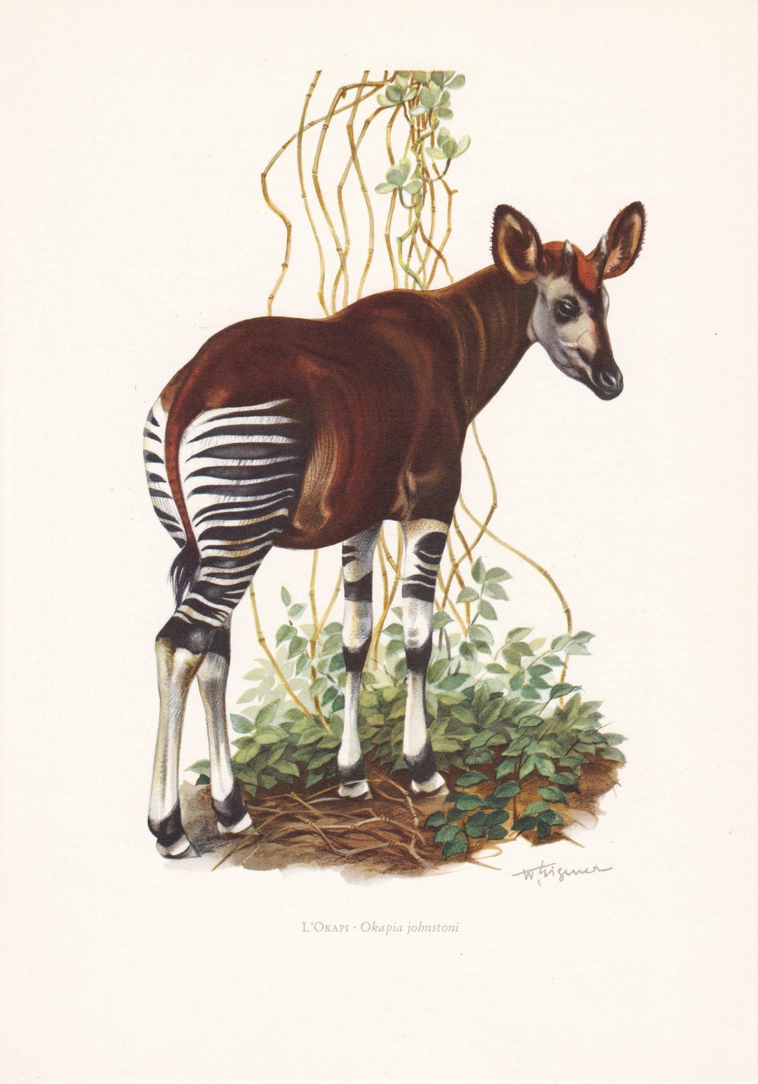1960 OKAPI Print Vintage Animal Print Animal Illustration Animal Wall ...