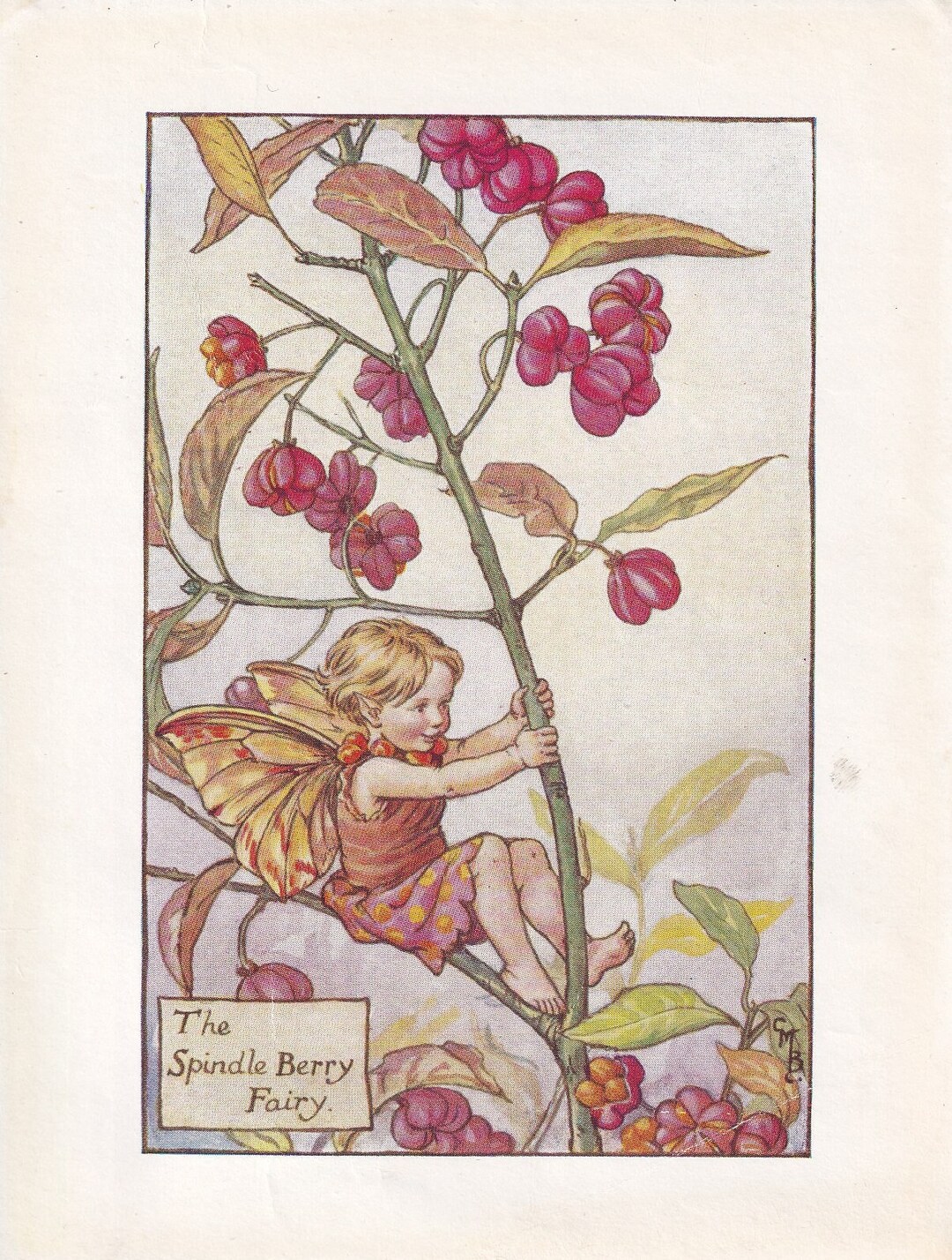 C. 1930 FLOWER FAIRY Print - the Spindle Berry Fairy - Flower Fairy ...