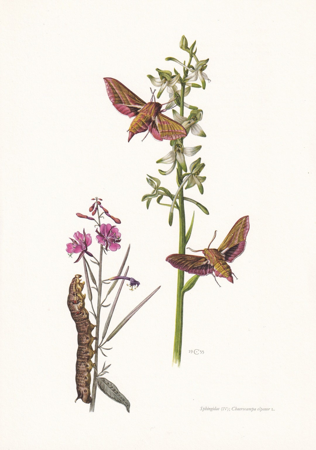 1960 VINE HAWK MOTH Print - Vintage Insect Print - Bug Illustration ...