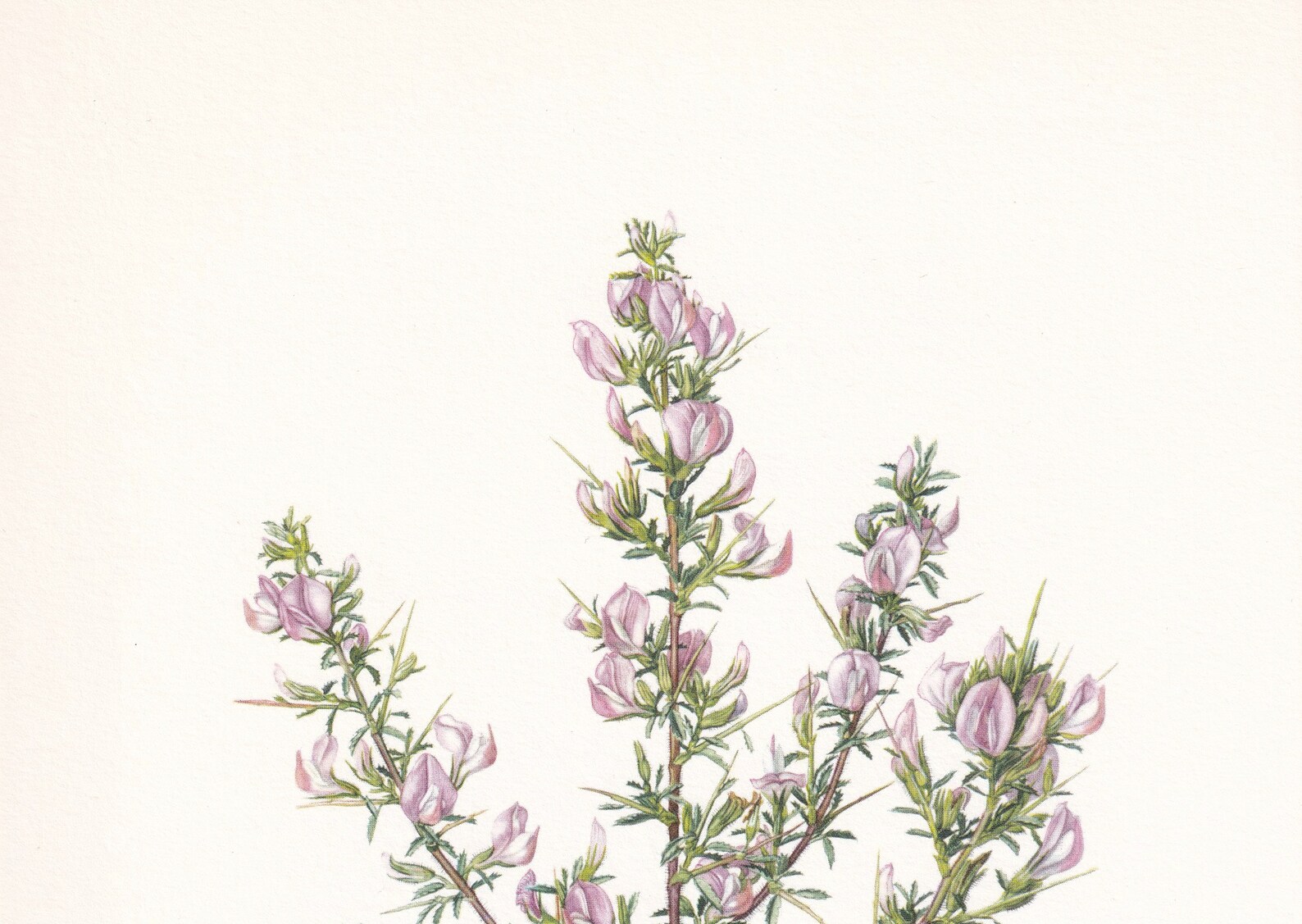 1960 SPINY RESTHARROW Print - Botanical Print - Botanical Illustration ...
