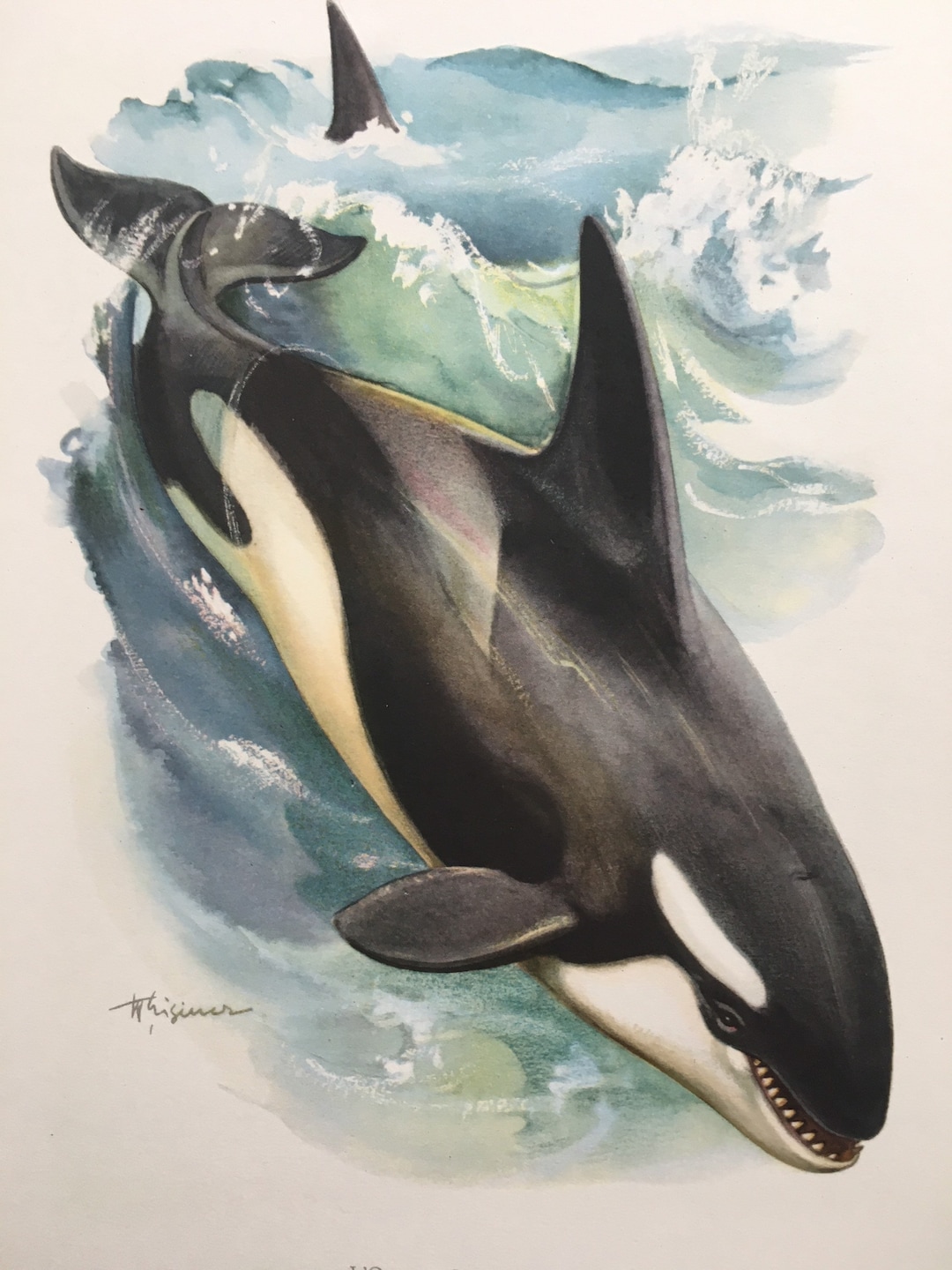1960 ORCA KILLER WHALE Print Vintage Zoology Print Wildlife ...