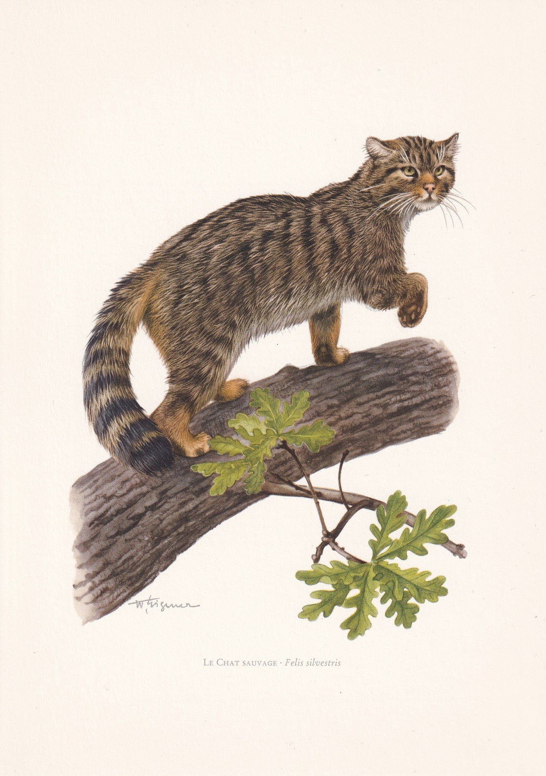 1960 WILDCAT Print - Vintage Animal Print - Animal Illustration ...