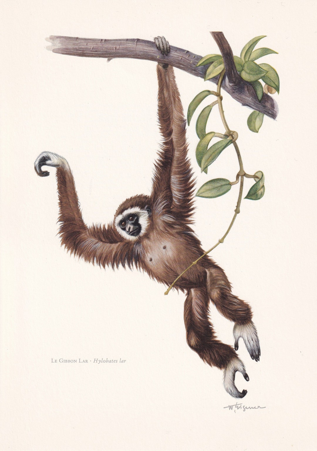 1960 LAR GIBBON Print - Vintage Animal Print - Animal Illustration ...