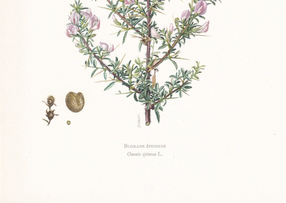 1960 SPINY RESTHARROW Print - Botanical Print - Botanical Illustration ...