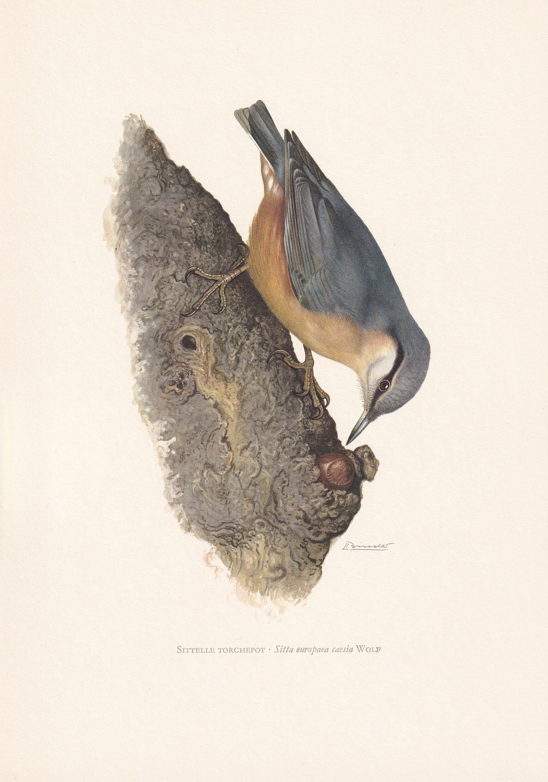 1960 NUTHATCH Bird Print - Vintage Bird Print - Bird Illustration ...